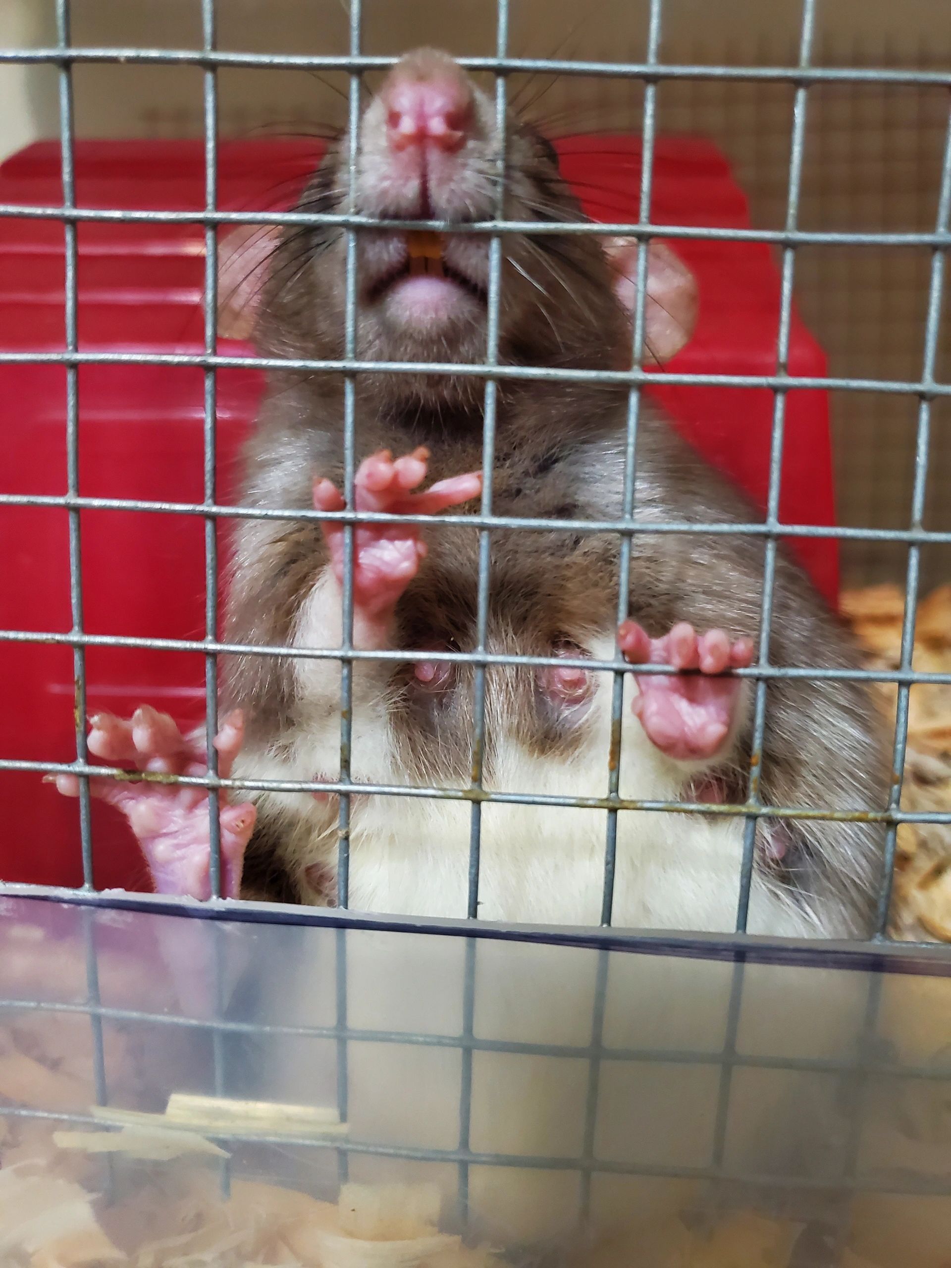 The plea of every mama rat...