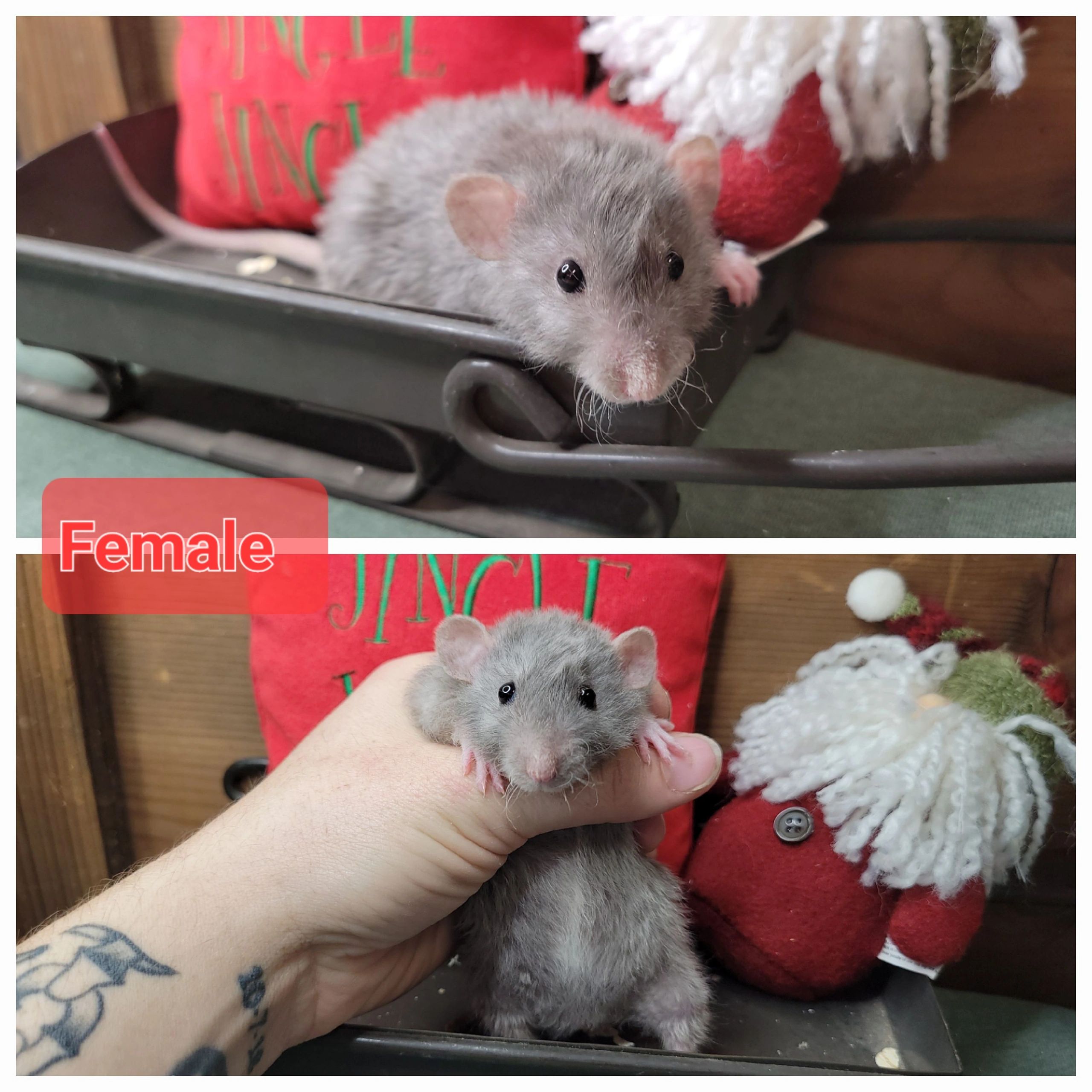 Available Rats are now available on our Adoptions Page