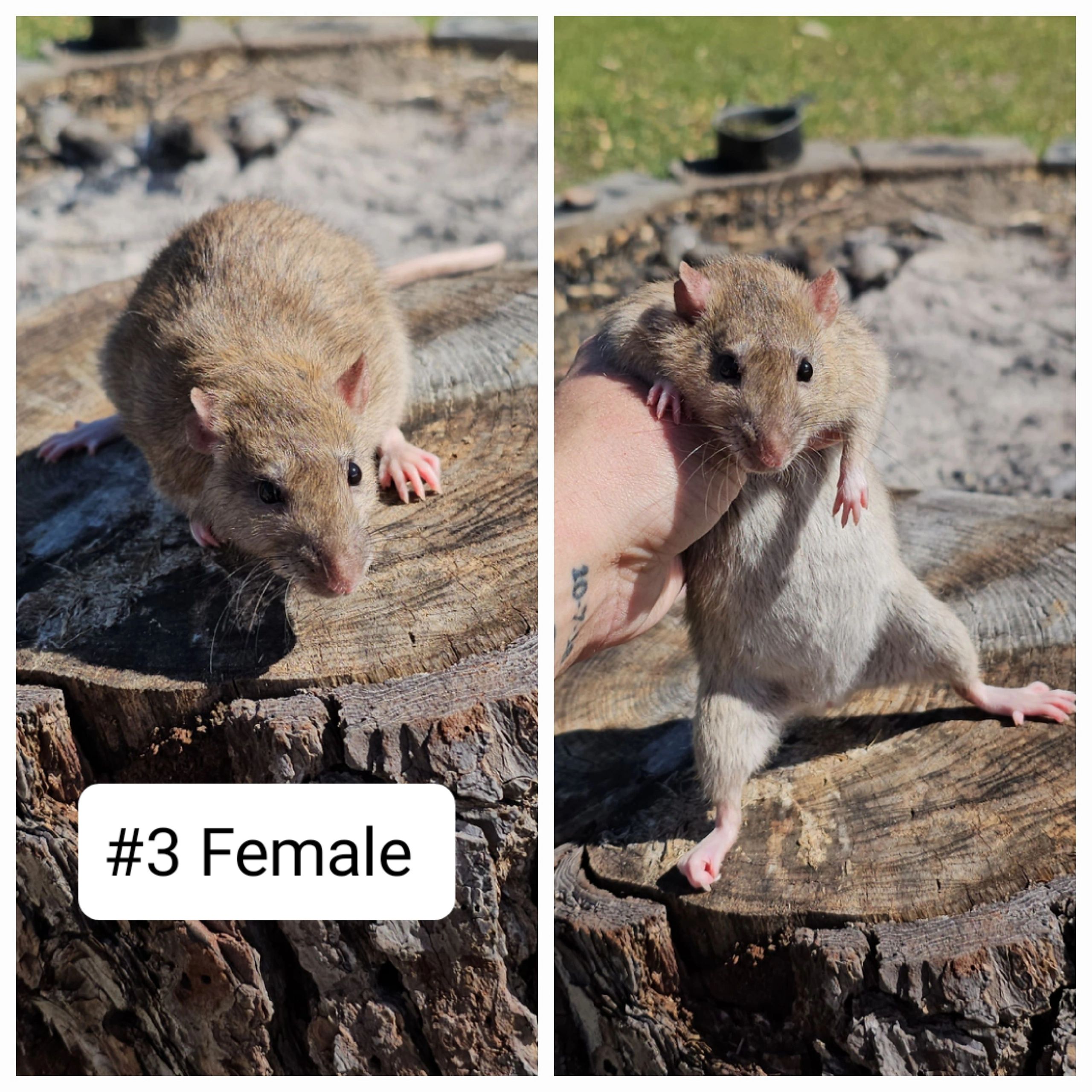 Rat Adoptions available TODAY!