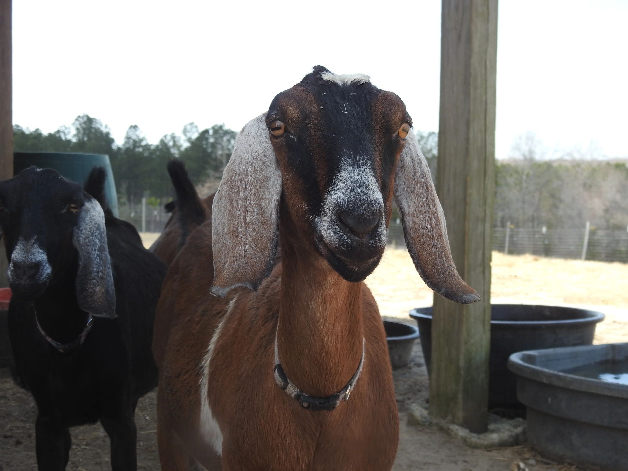 BentleyCritters - Pet Rat, Pet Pigeon, Chickens