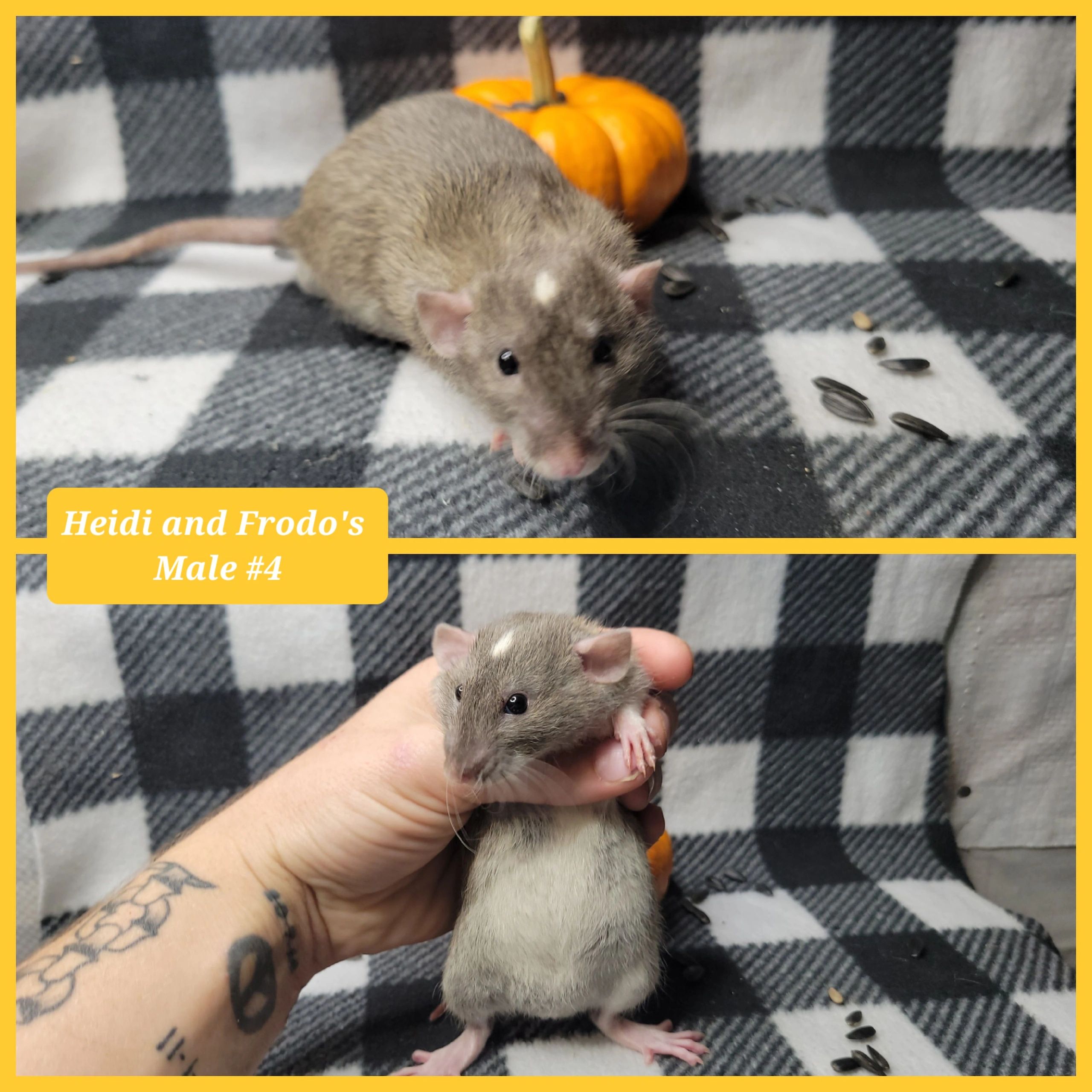 So many adorable rats available, it's hard to choose just one!