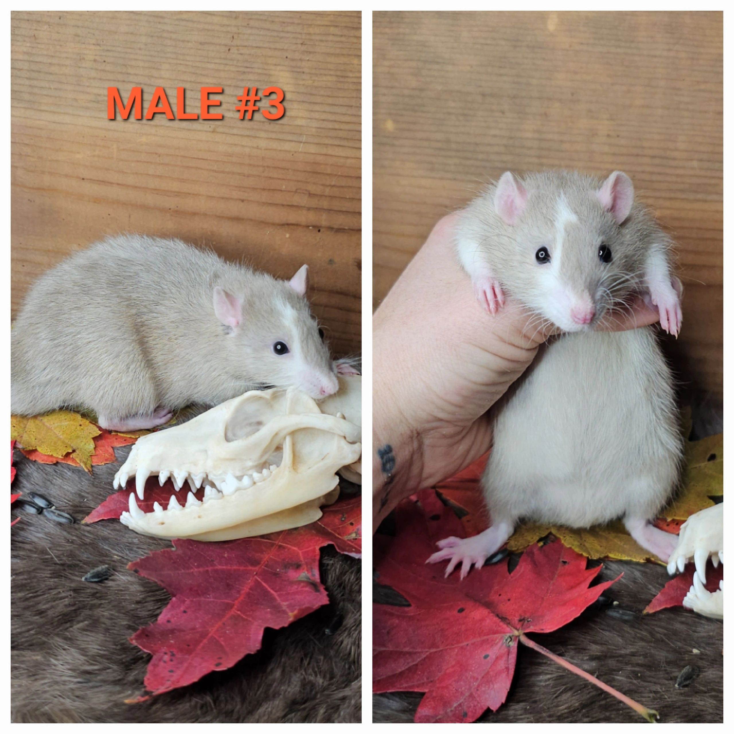 We have new rat babies available!