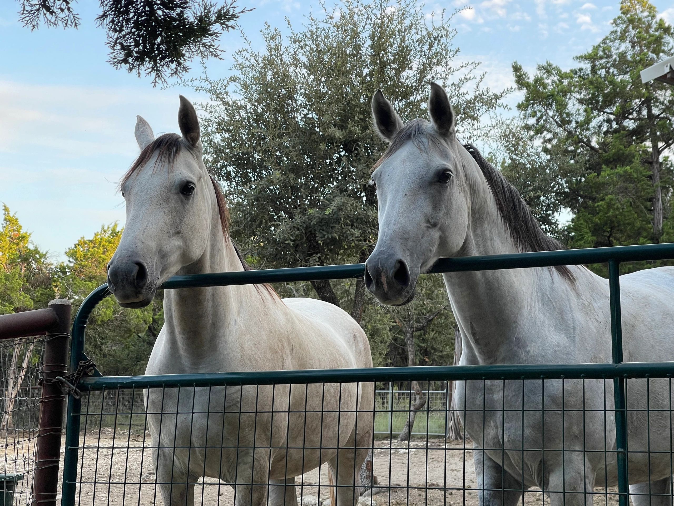 All Natural Equine Care | Hoof Care