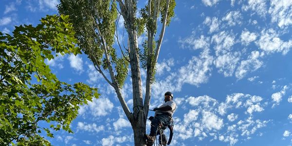Quality Tree Service | Professional Tree Cutting Service