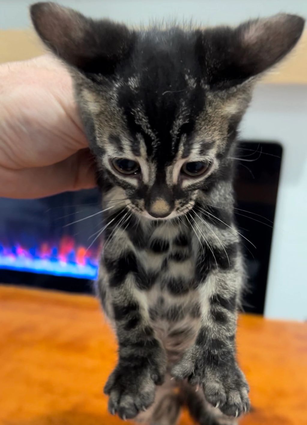 Domestic Wildcat - Savannah Bengal Chausie Serval Kitten Cub Exotic Cat ...