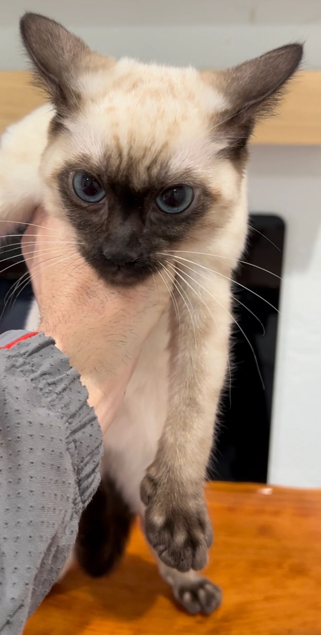 Domestic Wildcat - Savannah Bengal Chausie Serval Kitten Cub Exotic Cat ...