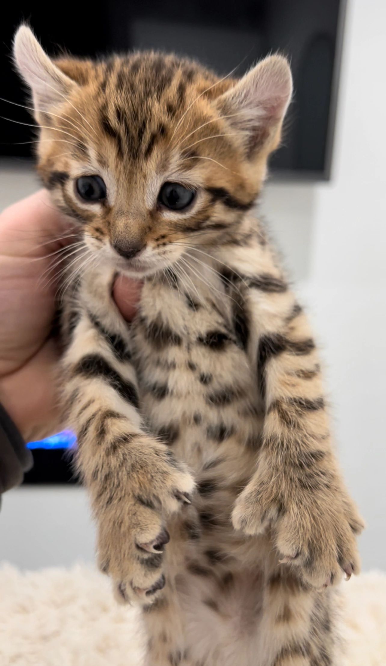 Serval Pet Kitten