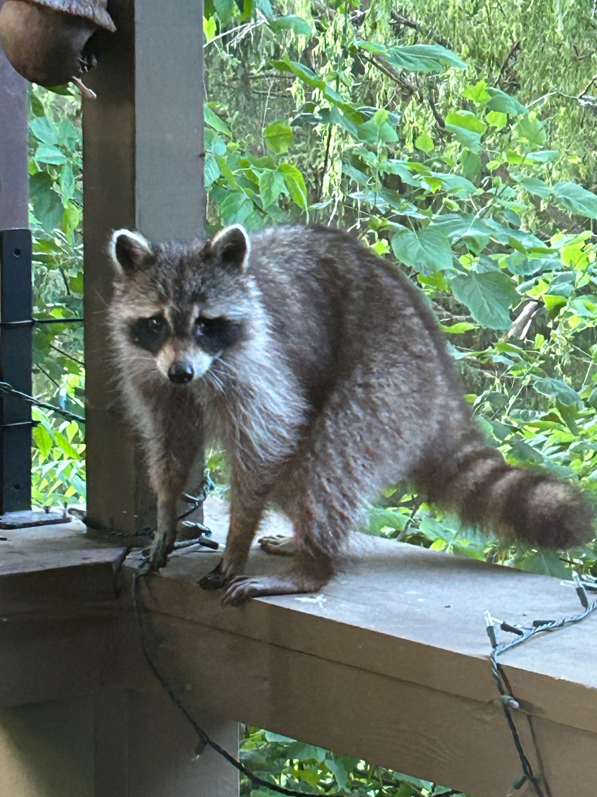 Raccoons: Intelligent Adaptability and Scientific Exploration