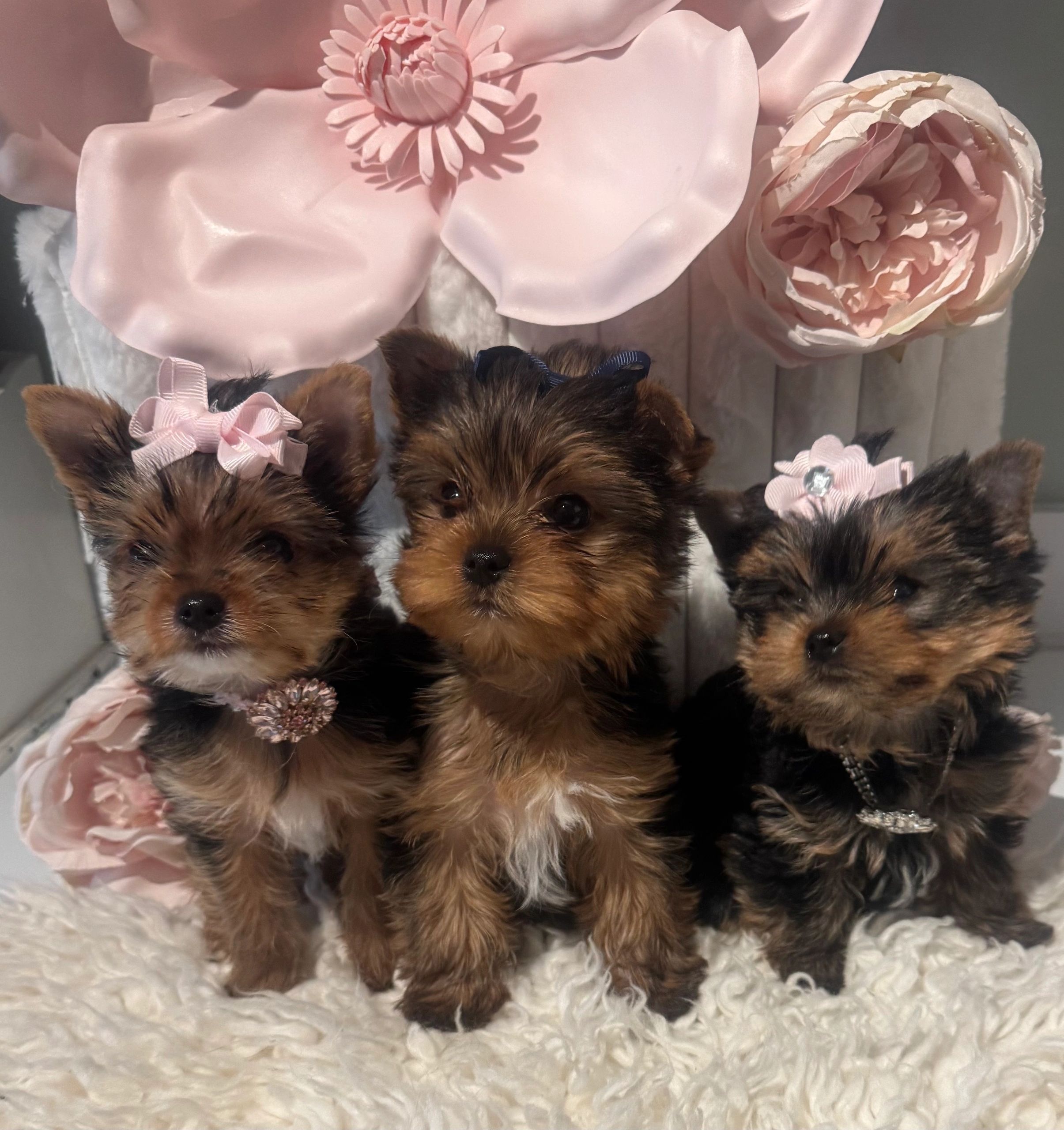 REBECCAS LITTLE DARLIN YORKIES