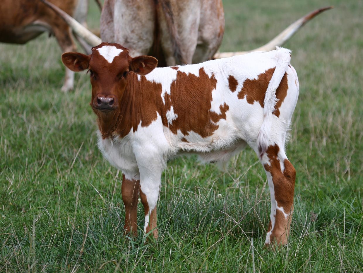 FANCY BULL CALF 2022