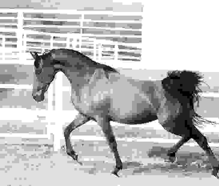 Broodmares | Western Cross Arabians