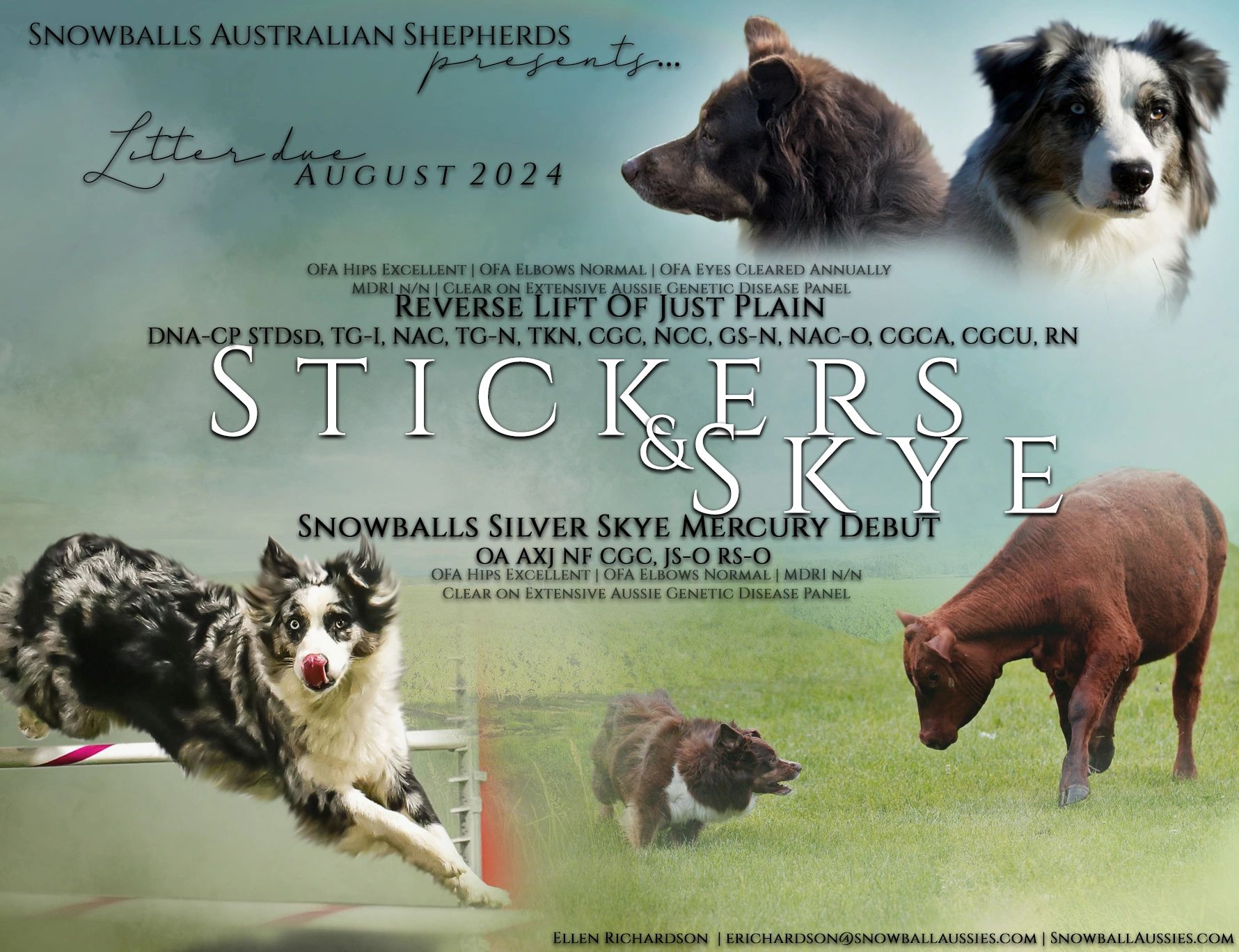 Snowball Australian Shepherds