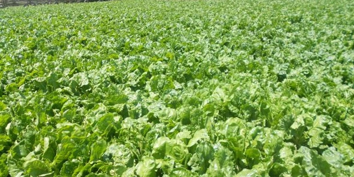 FODDER BEET