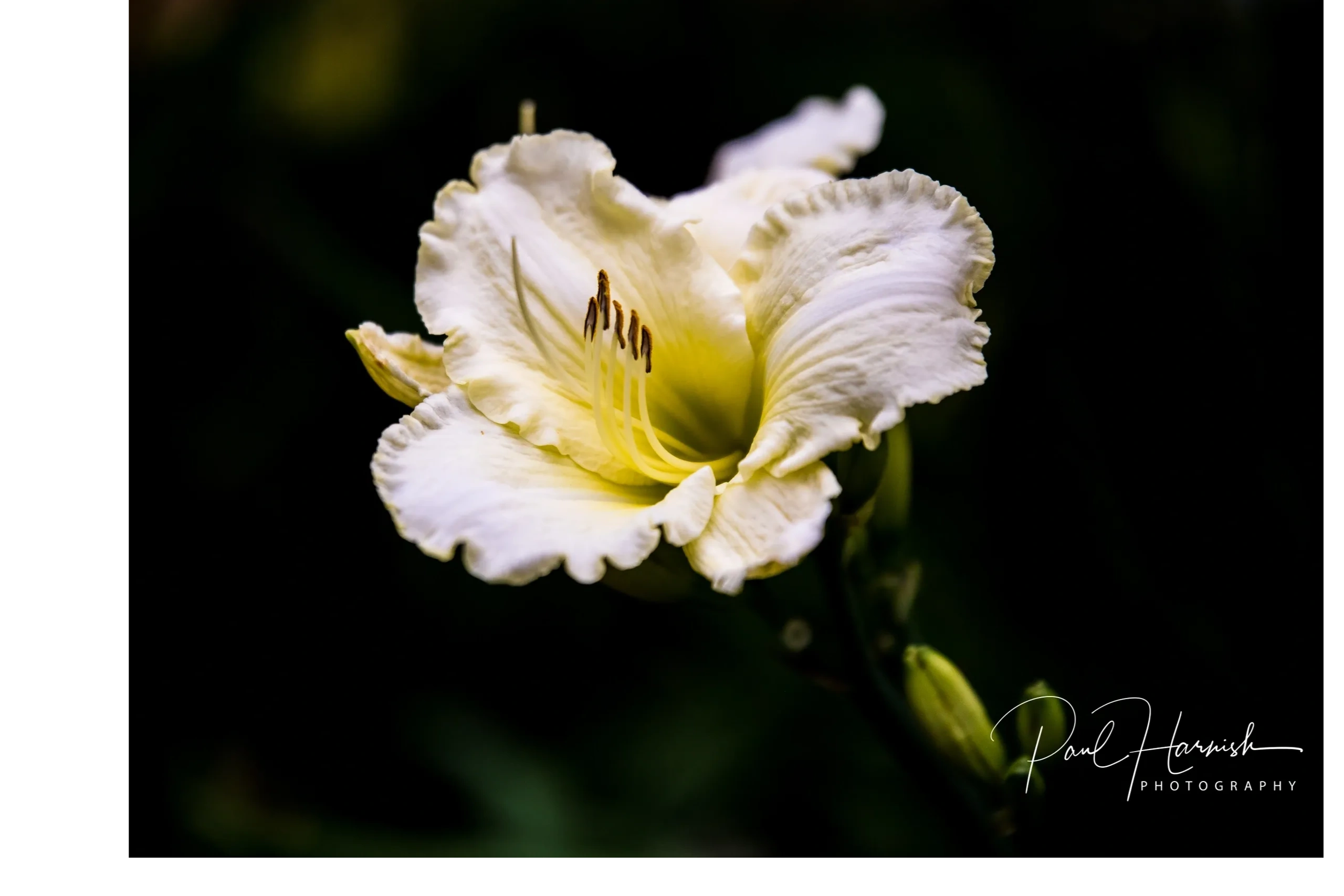 Paul Harnish Photography