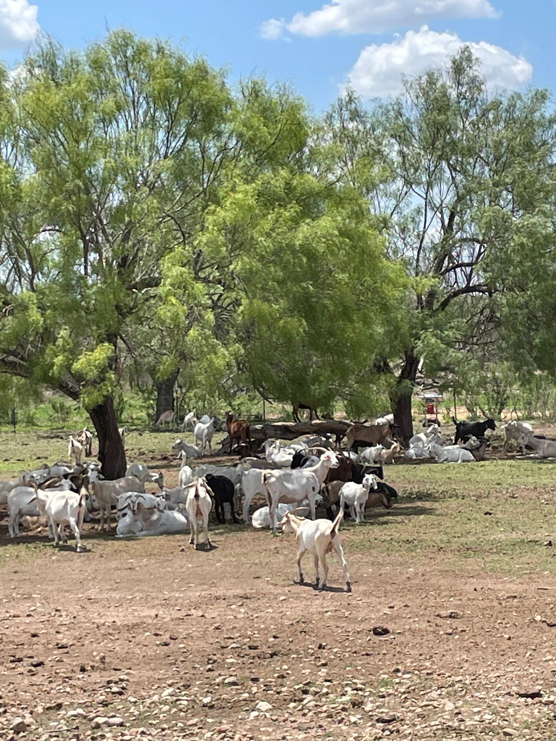 Kiko Goat Breeder | 2C Kikos