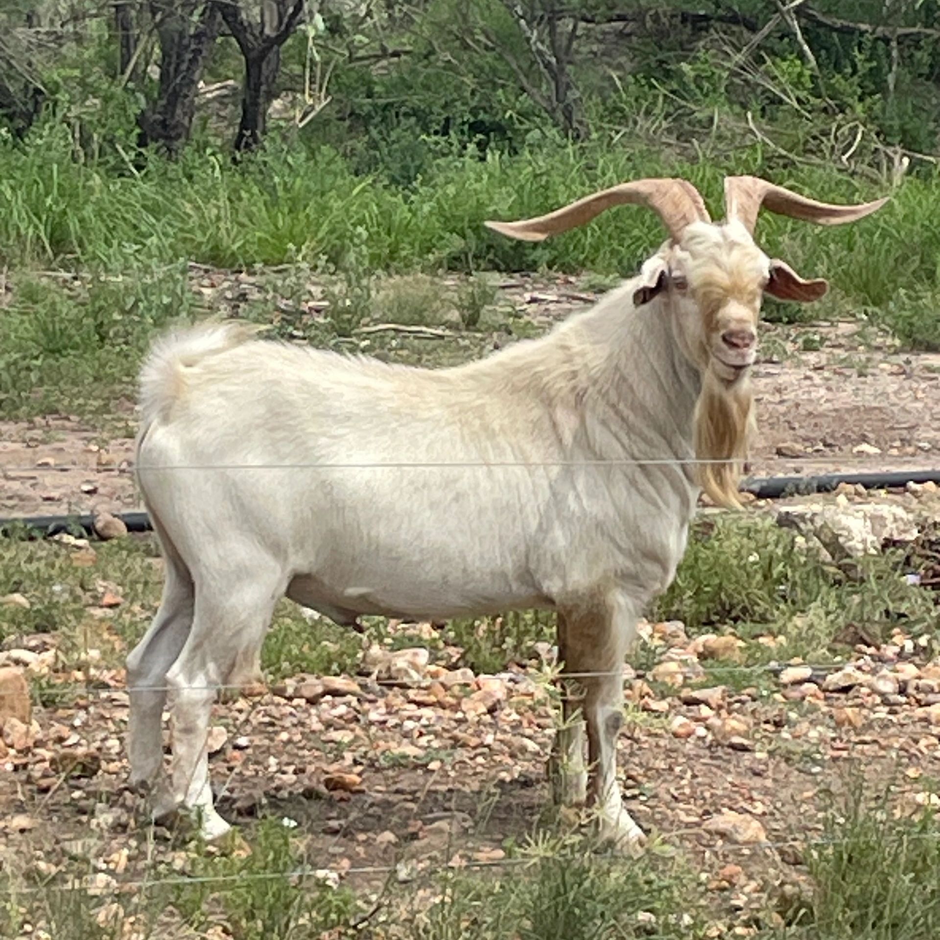 Our Bucks | Cardwell ranch