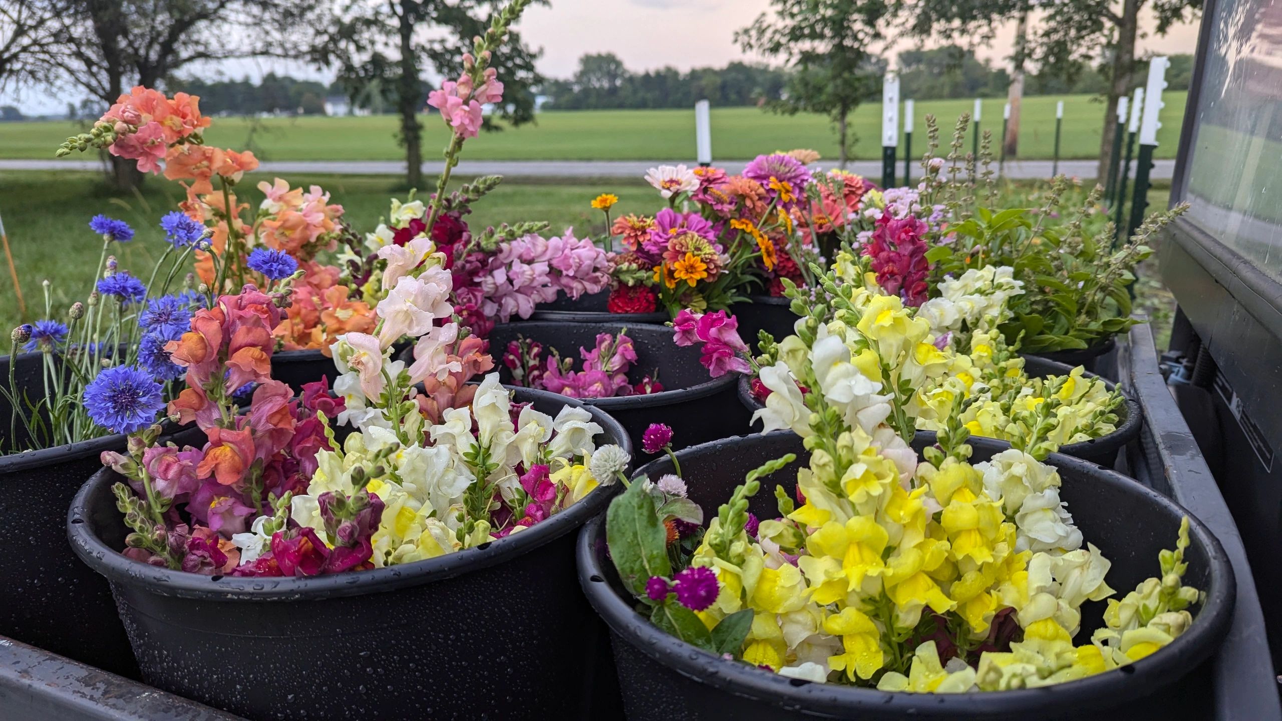 Blume Flower Company