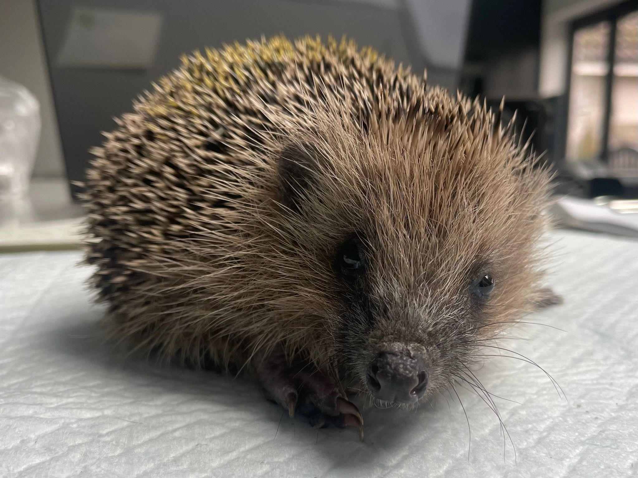 Hedgehog Charity | Prickle Lodge - Hedgehog Rescue