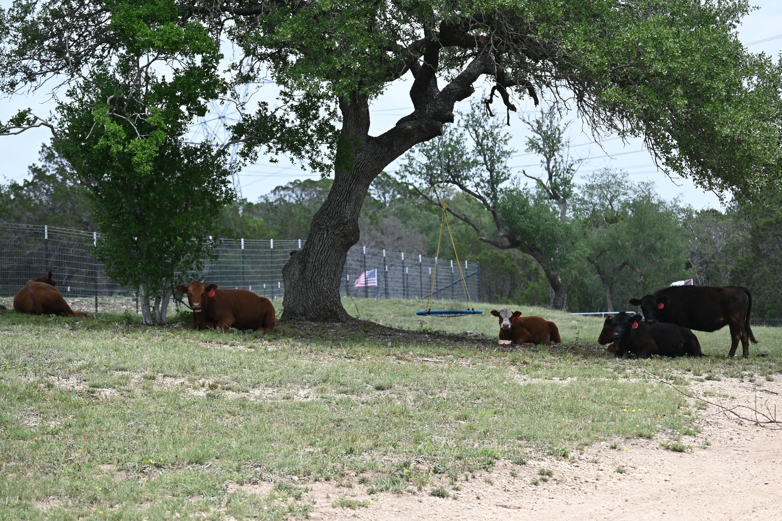 American Aberdeen Cattle Breading and Farm Fresh Products