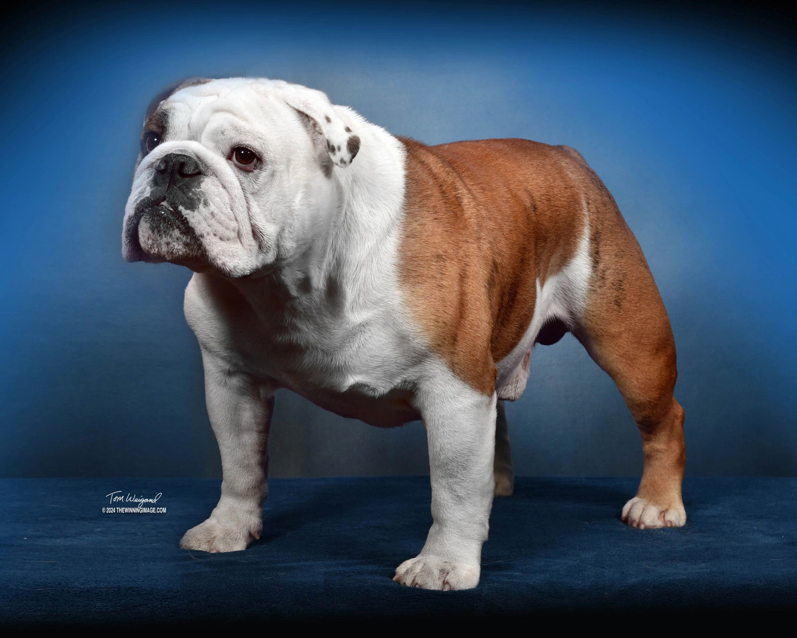 Find Your Perfect Bulldog Companion at Summer Moon Bulldogs