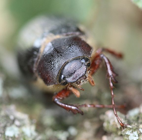 Secrets to Making a Great Roach Chow!