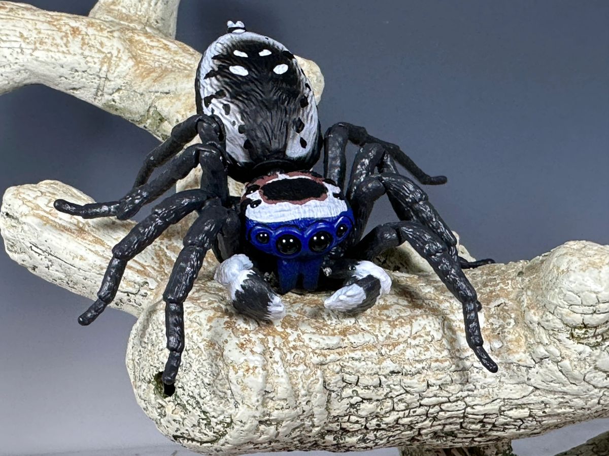 Japanese Collectible: Peacock Jumping Spider #4