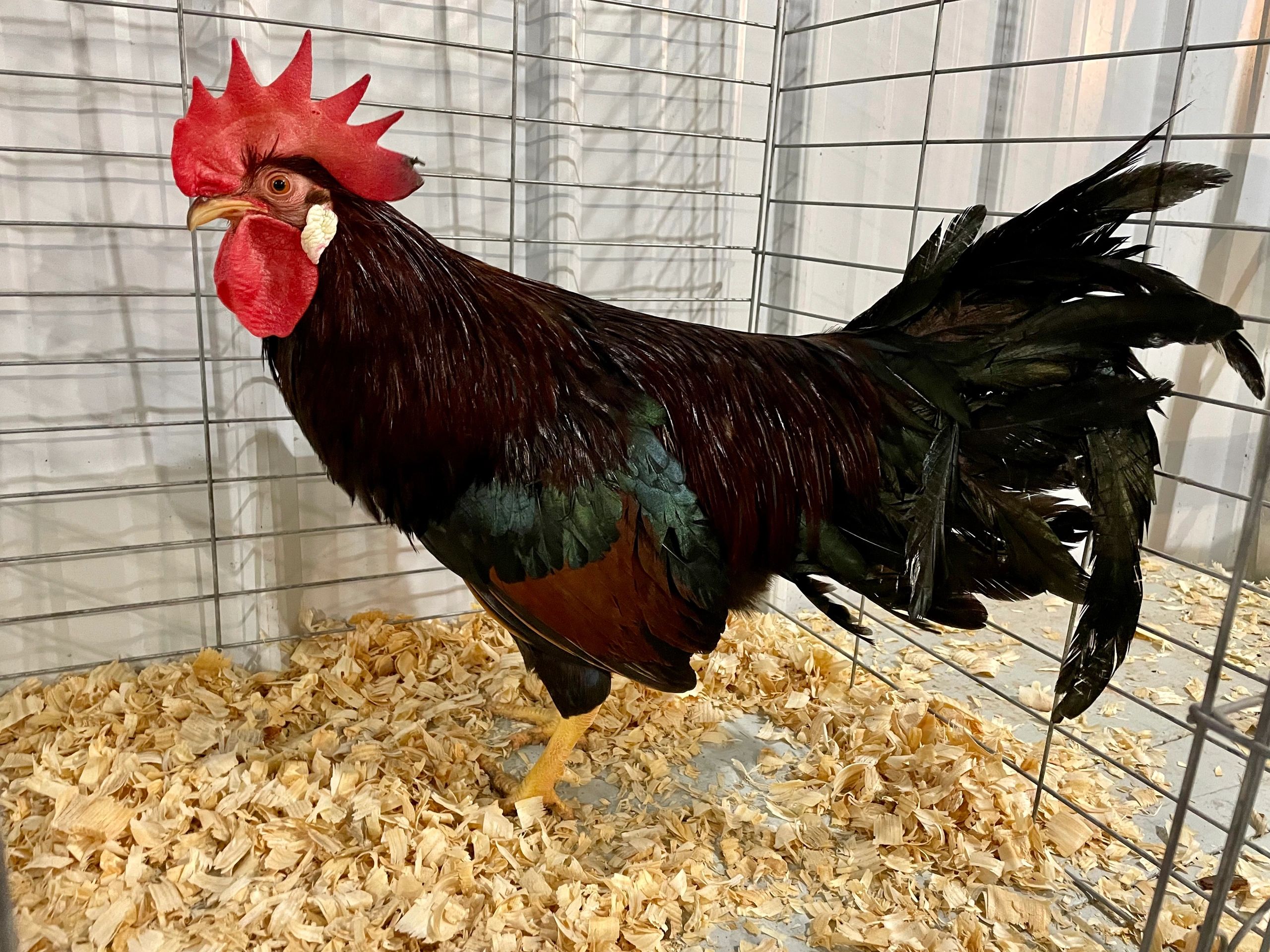 Turkey & Gamebird Breeds