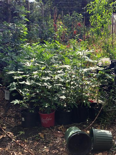 NJ Fig Farm - Fig Trees, Fruit Cuttings, Fig Plant