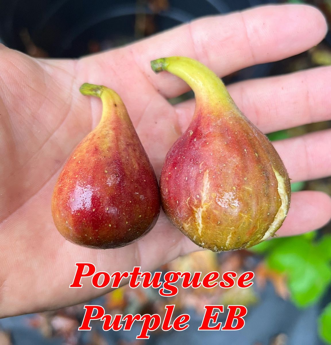 Portuguese Purple EB