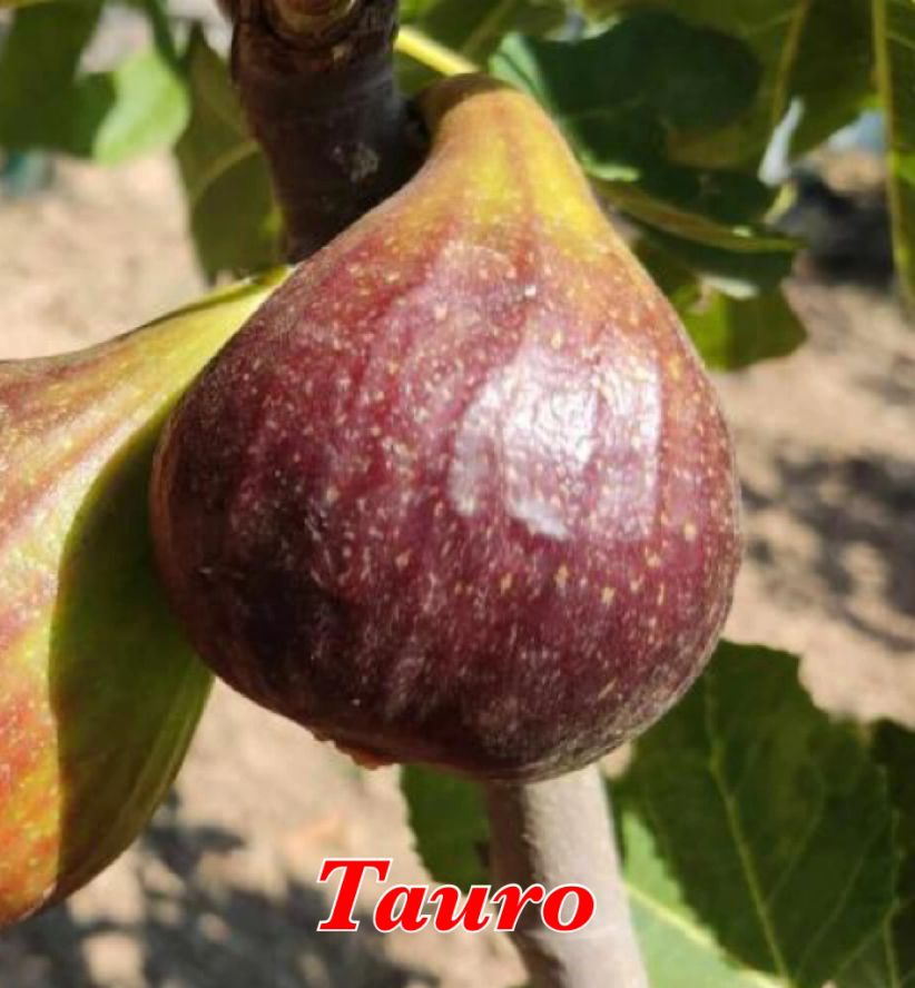 Tauro (3 gallon)