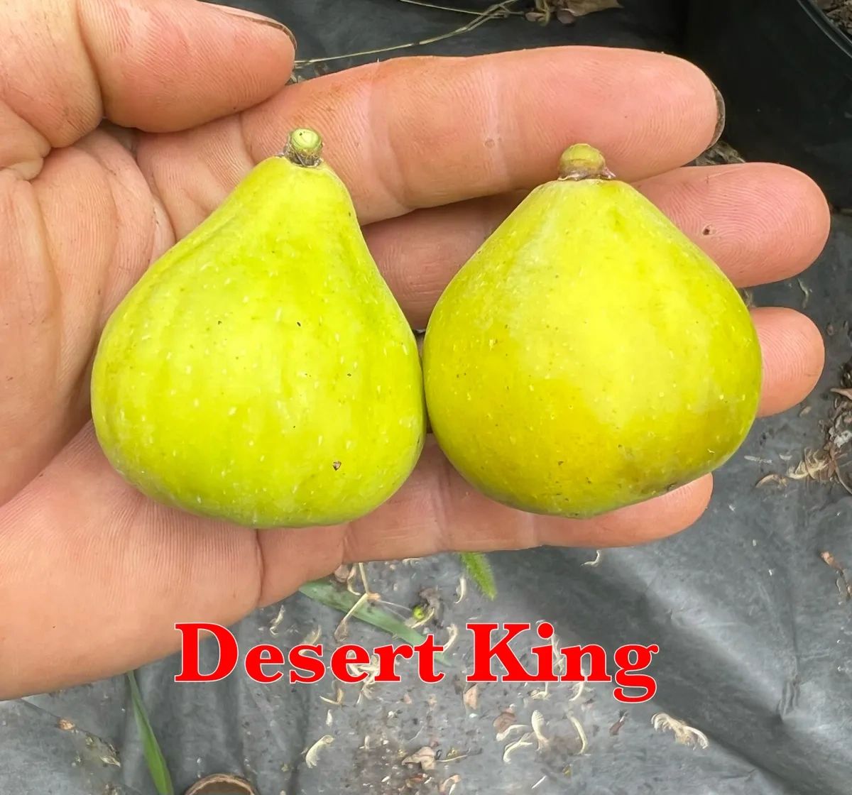 Desert King (3 gallon)