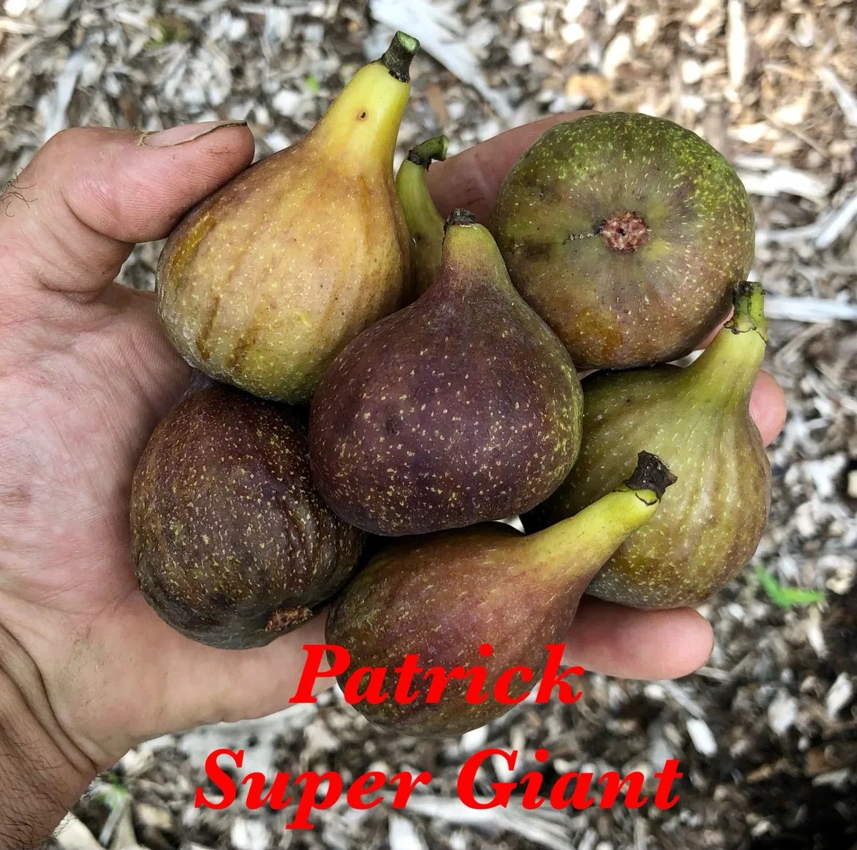 Patrick Super Giant (3 gallon)