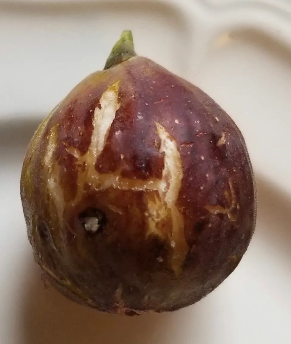 Palermo Red (1 Cutting)