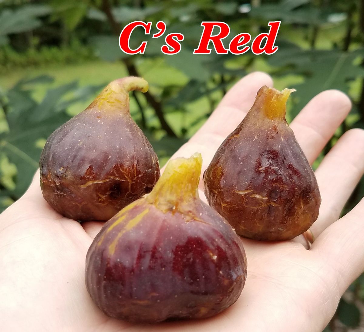 C’s Red (3 gallon)