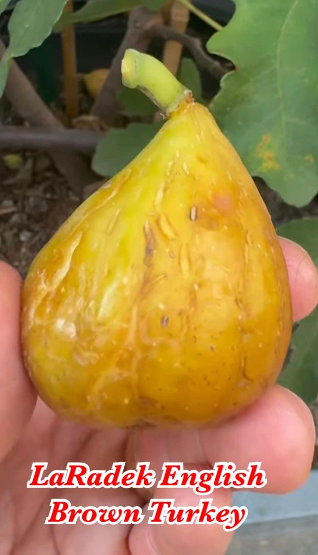 LaRadek English Brown Turkey