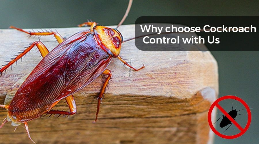 Anderson's Pest Control "sioux falls cockroach control"