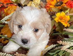 Available Puppies | herringtonlakecavachon.com