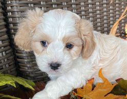 Available Puppies | herringtonlakecavachon.com