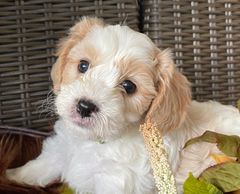 Available Puppies | herringtonlakecavachon.com