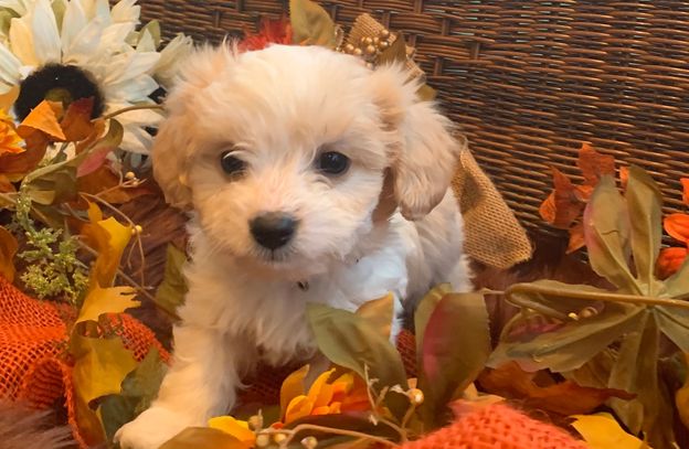 Available Puppies | herringtonlakecavachon.com