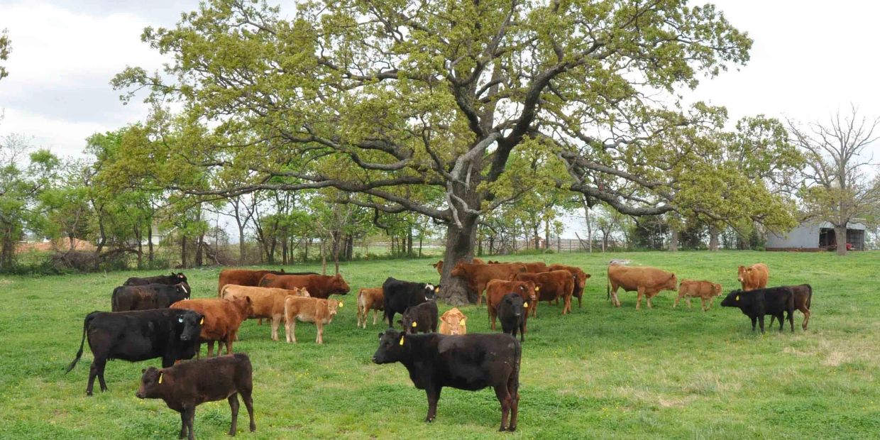 Rowe Wagyu - Wagyu Cattle, Wagyu Embryos, Wagyu, Wagyu Genetics