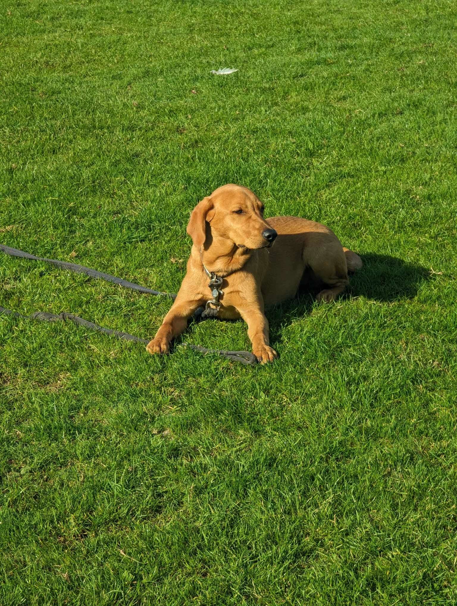 How to Use a Negative Verbal Marker in Gundog Training