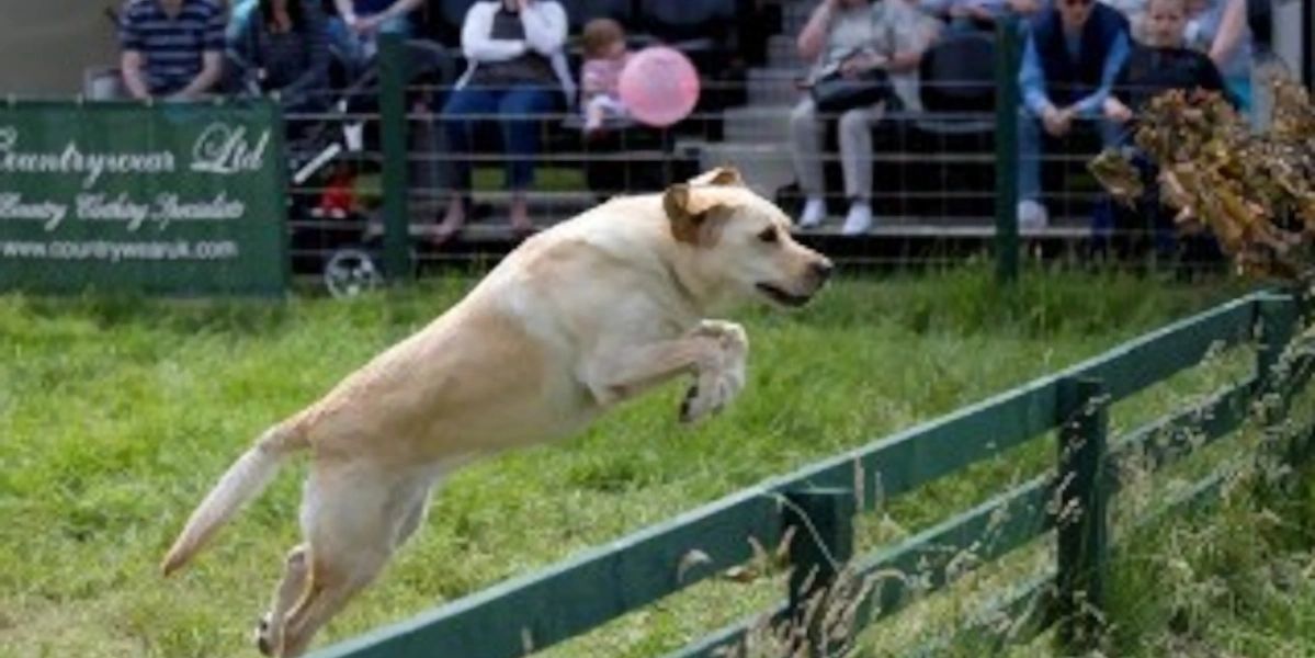 Introduction to Gundog Trials