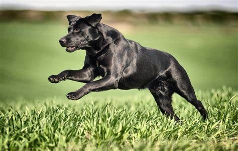 Why the Four Quadrants Are Key to All Dog Training