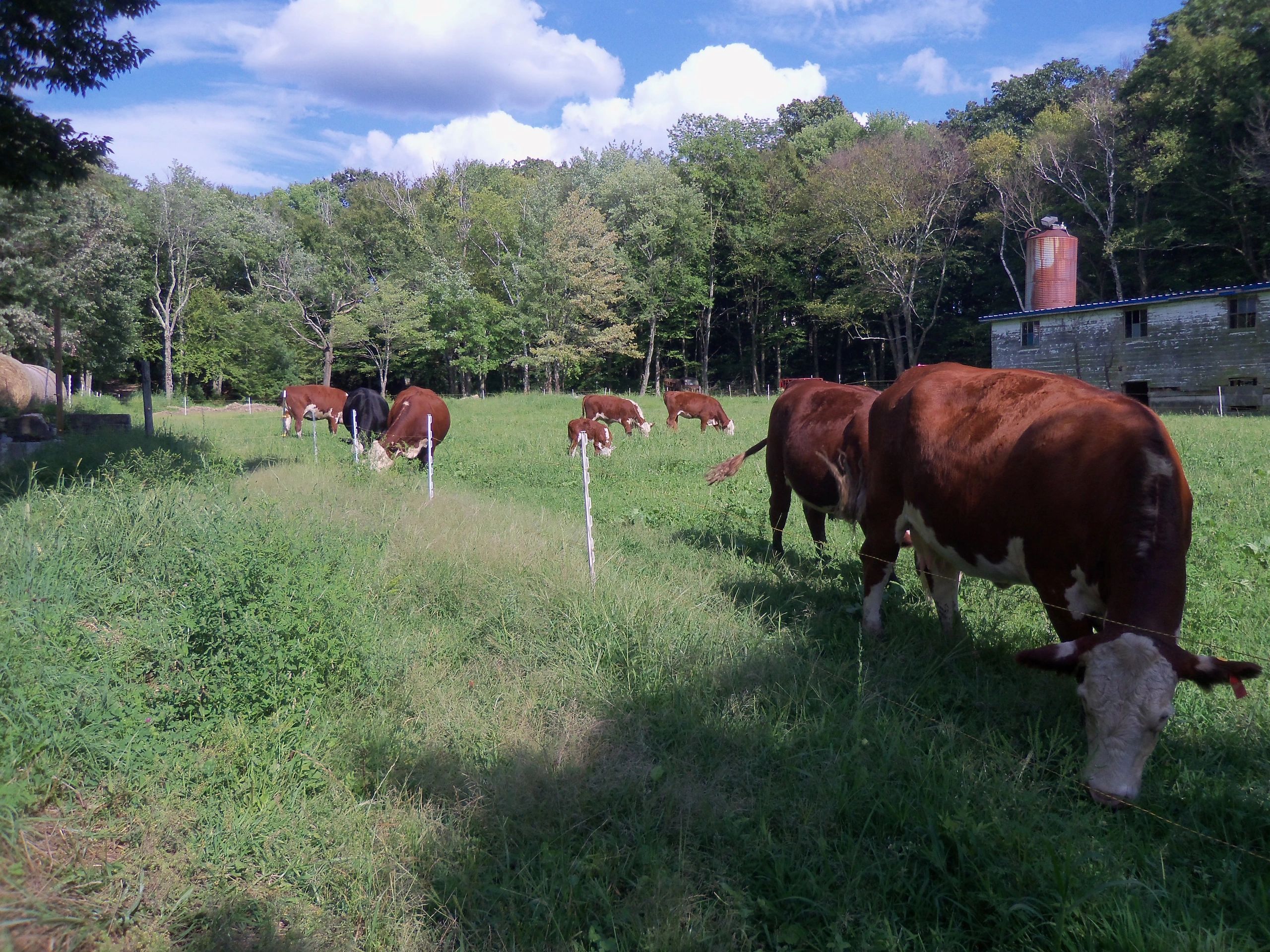 McCarthy Farms