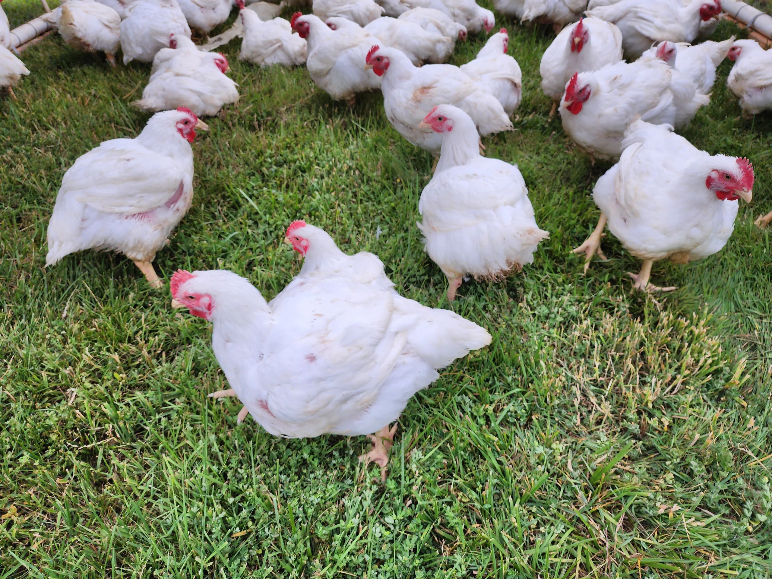 Linn Haven Family Farm