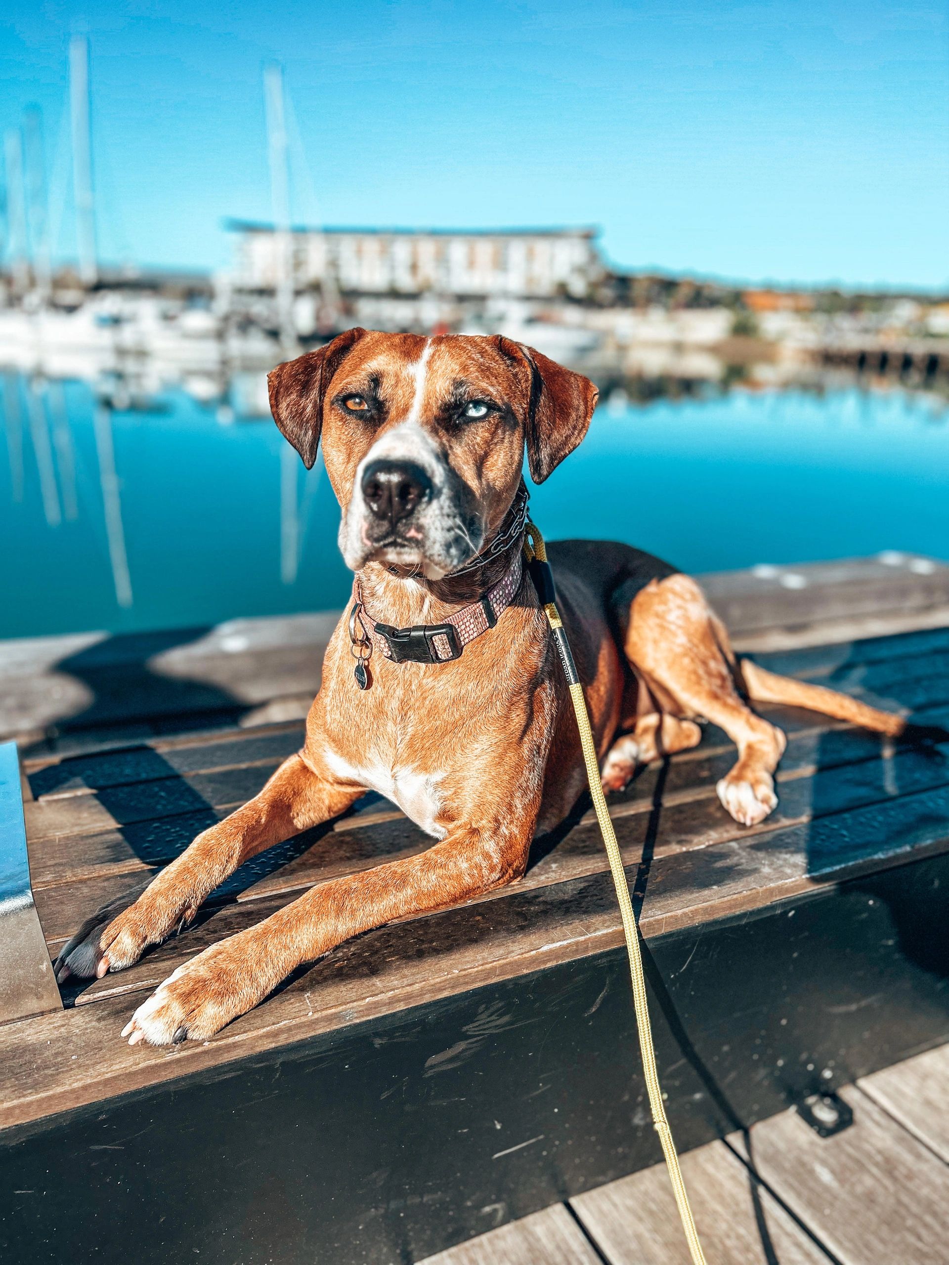ONLYPAWS - Canine Training and Services