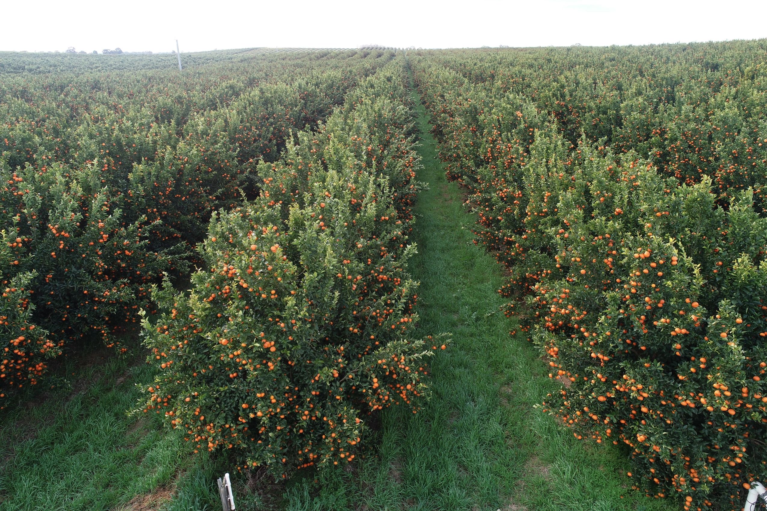 Mowbray Farm