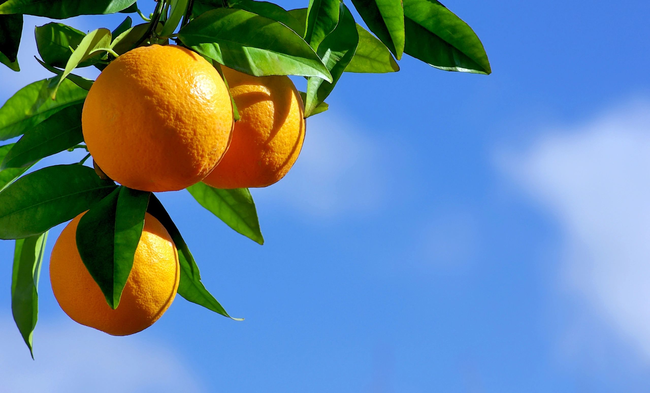 Sumo Citrus®