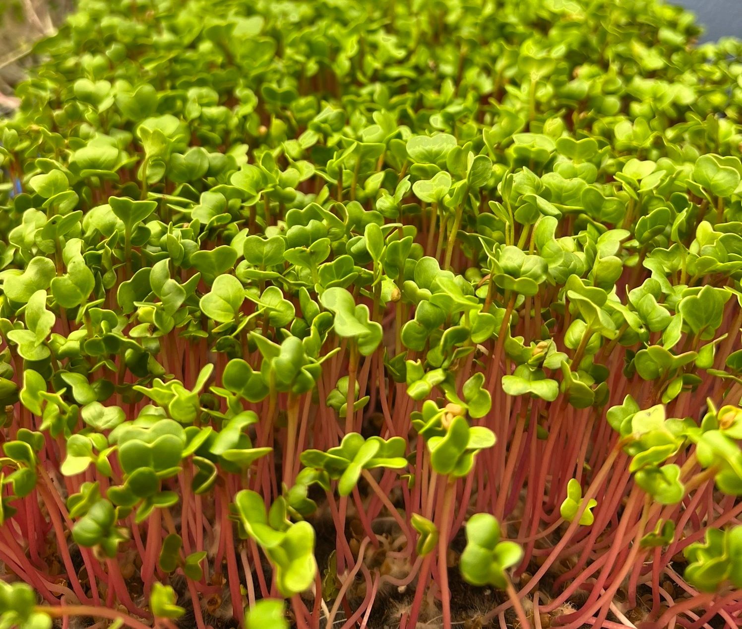 Fresh Microgreens and Delivery Service| Sunburst Microgreens